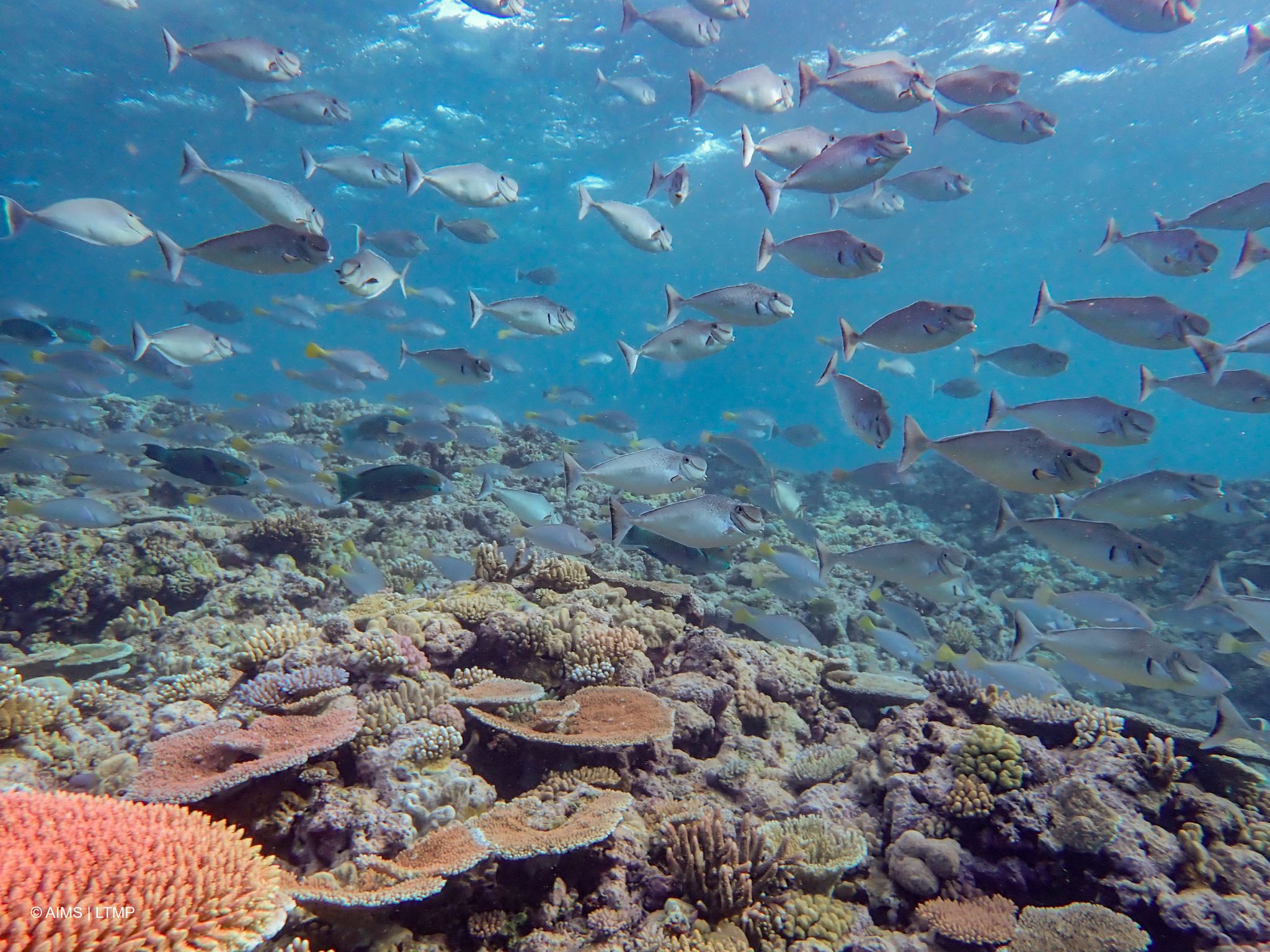 Riff am Limit: Great Barrier Reef verliert massiv Korallen