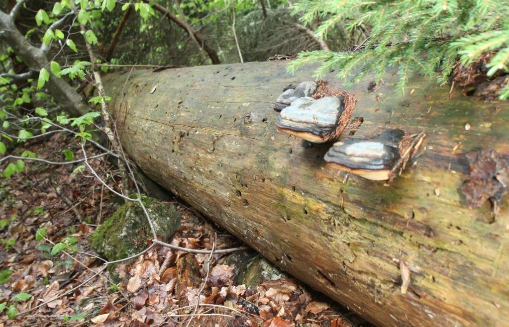 Neue Erkenntnisse: So wichtig ist totes Holz für Pflanzen und Tiere