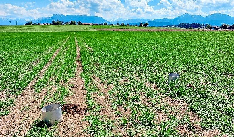 Extreme Trockenheit versus Starkregen: Wie wird der Boden trotzdem zum Schwamm?