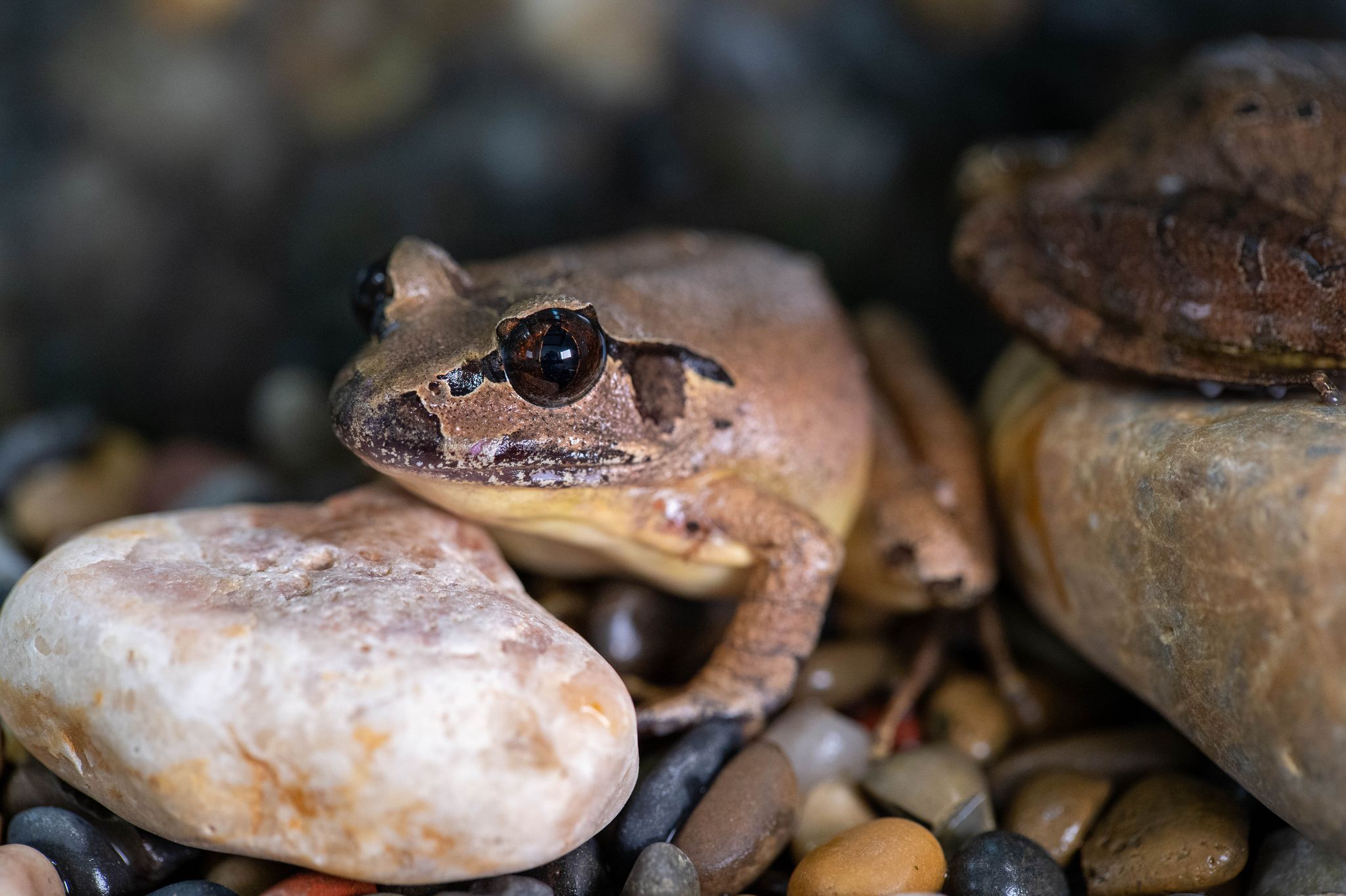 Froschtag: Weibchen legt beispiellose Ei-Serie in Australien