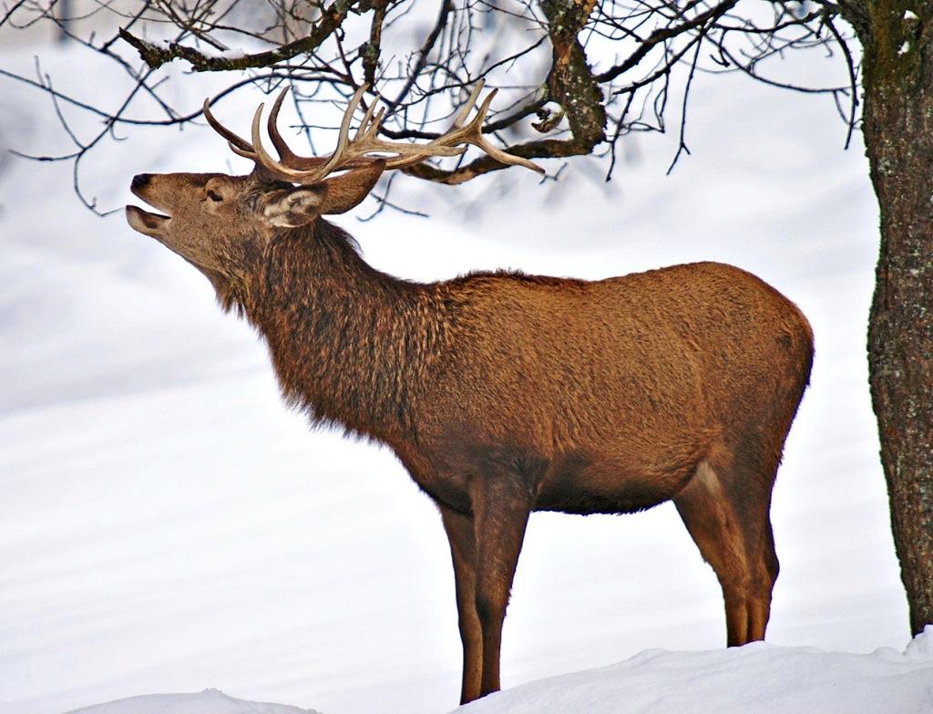 Faszination Rothirsch