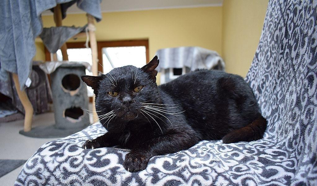 Tiere suchen ein neues Zuhause – Kater Sir Henry und die süßen Kaninchen