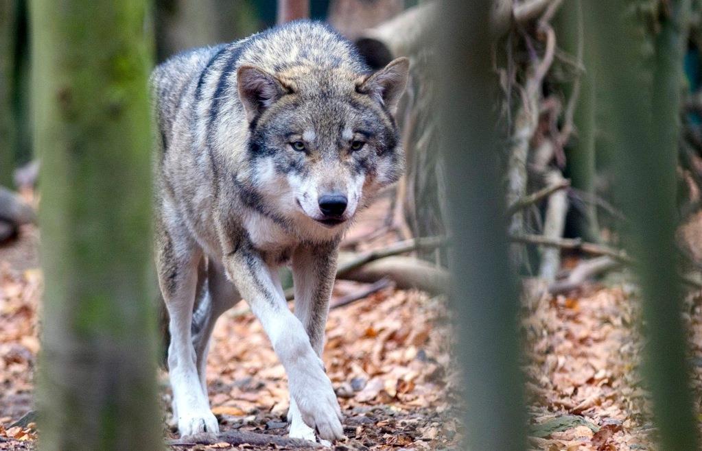 Neuer Vorfall? Video soll zeigen, wie ein Wolf im Bayerwald ein Reh reißt