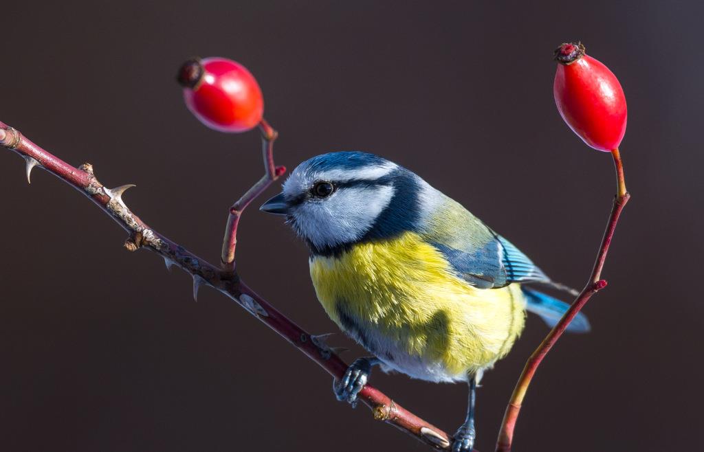 So wirkt sich der milde Winter auf Tiere und Umwelt aus