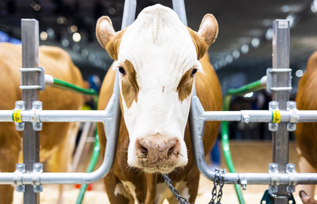 Kälber ohne Hörner und Kuh mit Cortison