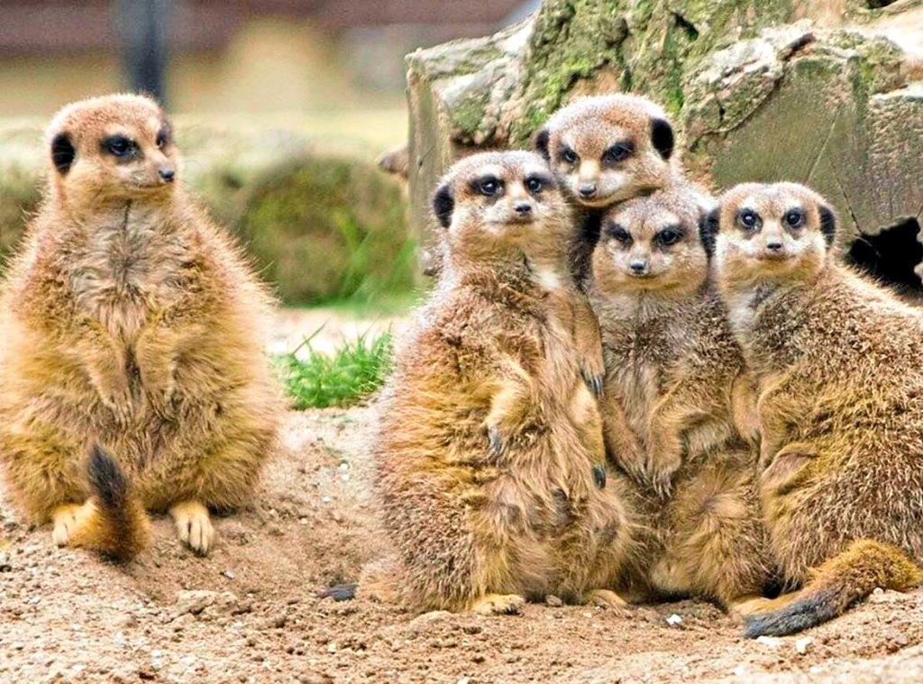 Aus dem Vogel- wurde jetzt ein Tierpark