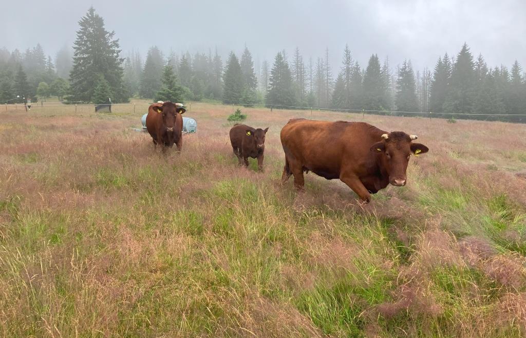 Im Nationalpark Bayerischer Wald sind Büffel und Rinder im Naturschutz ...