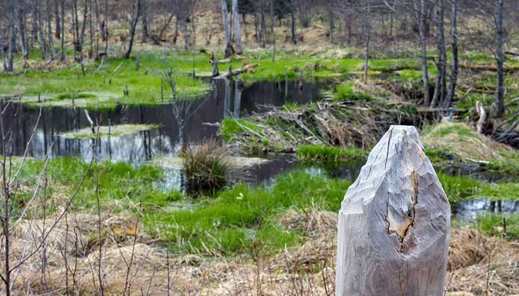 Den Baumeister der Natur kennenlernen