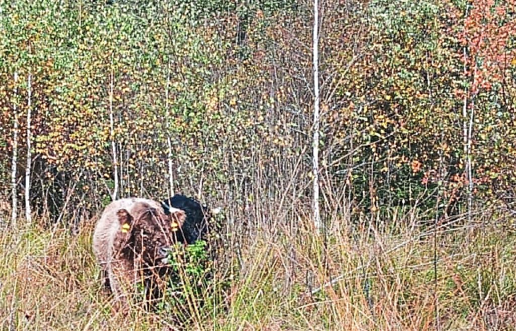 Landschaftspflege mit Galloway-Rindern und Wasserbüffeln
