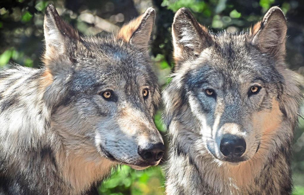 Hätte, hätte, Fehlerkette? Reh-Kadaver verspätet analysiert – war’s ...