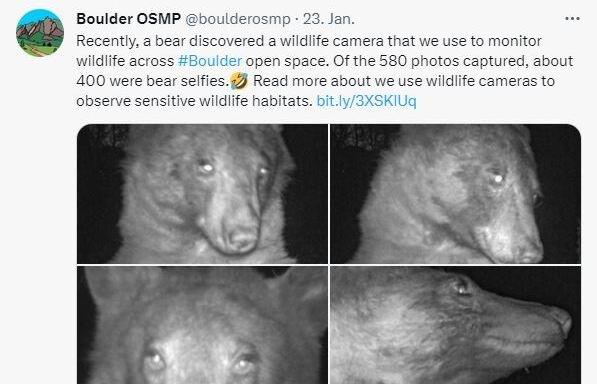 Im Video: Bär läuft in Colorado in Fotofalle und knipst 400 Selfies