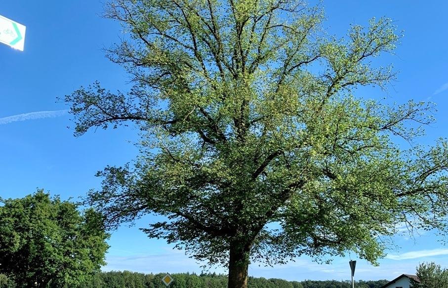 Feldulme in Freilassing muss weg: Kann der rund 100 Jahre alte Baum ...