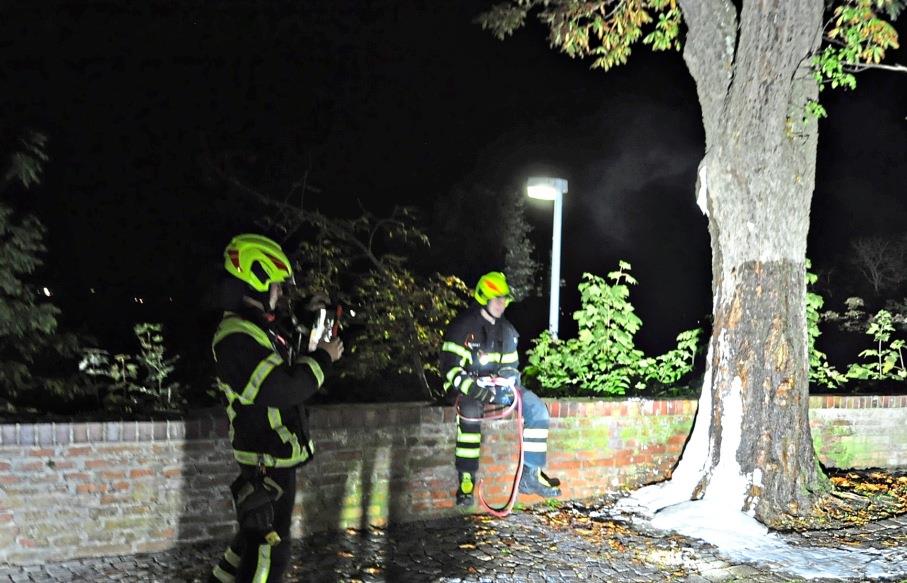 Ausgehöhlter Baum gerät in Brand