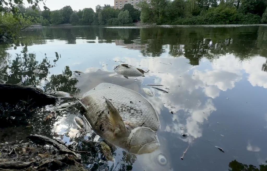 Massensterben in Gewässer in Simbach am Inn: Bach durch Gülle ...