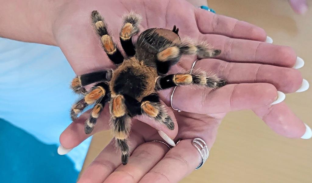 Schüler auf Tuchfühlung mit Vogelspinne & Co.