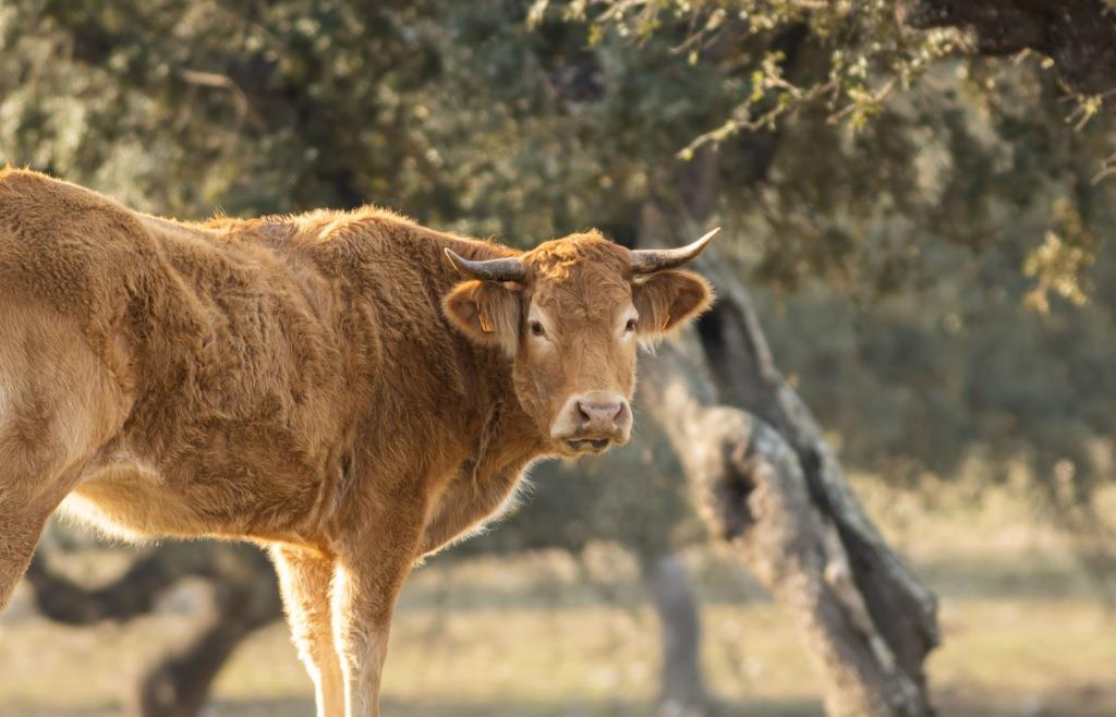 Ausgebüxter Stier bei Polling mit Hilfe von Betäubungsgewehr eingefangen