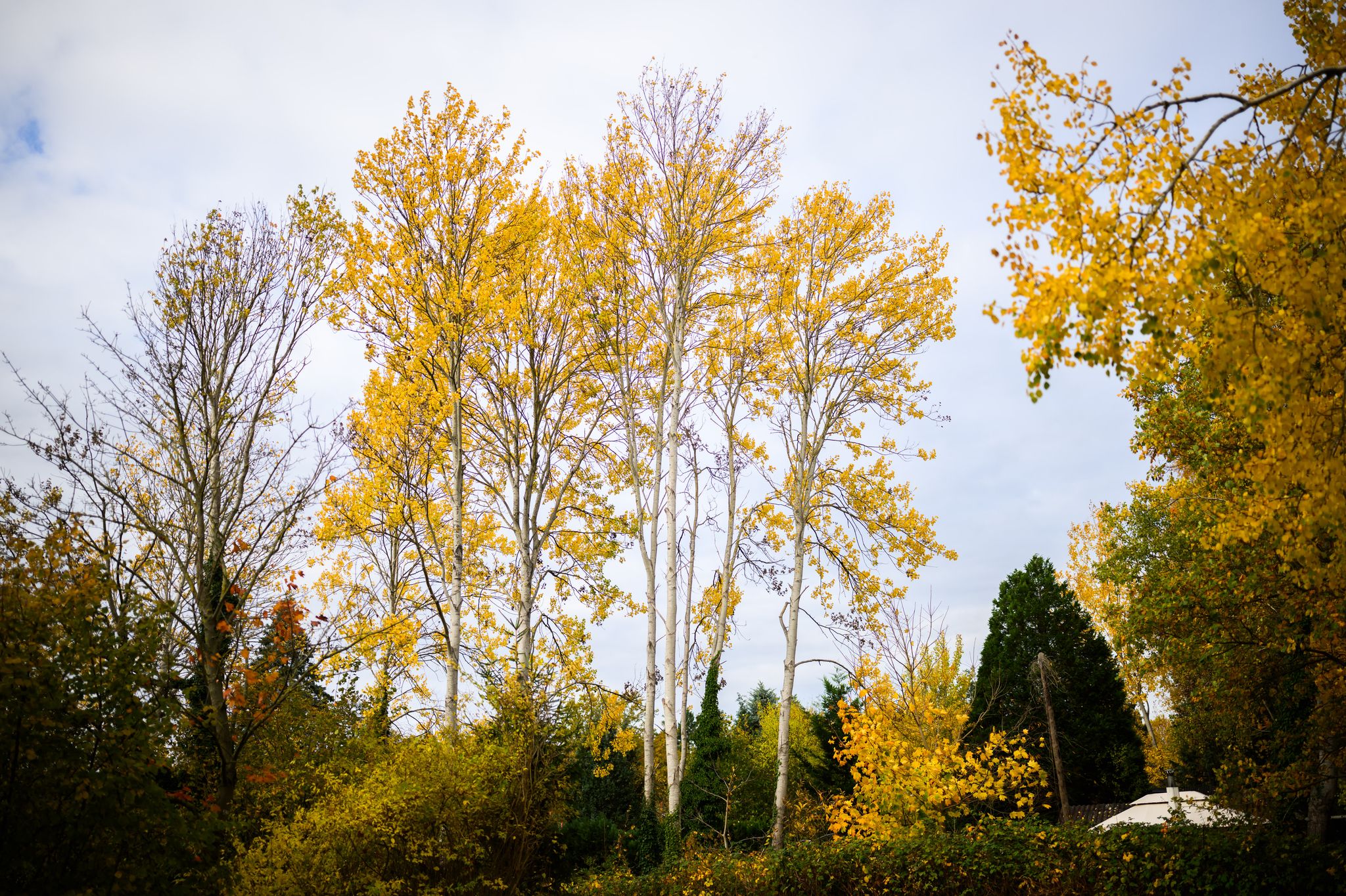 Zitterpappel wird Baum des Jahres – Lebensretterin im Wald
