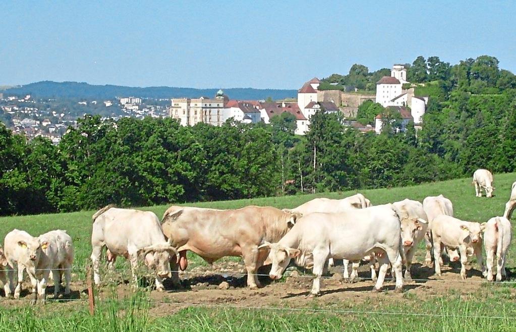 Am Klosterberg weiden weiße Rinder
