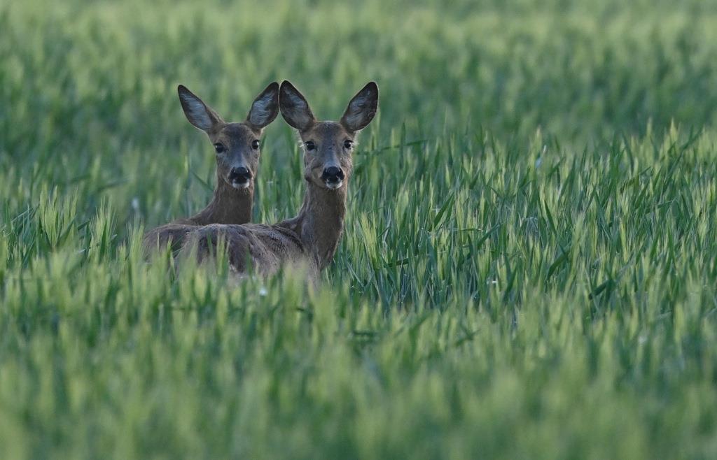 War es ein Wolf? Gerissenes Reh zwischen Grassau und Rottau besorgt ...