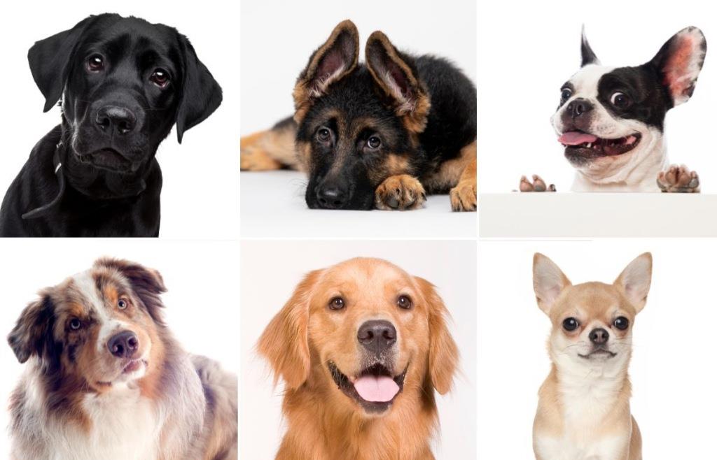 Zum Tag des Hundes: Das sind die beliebtesten Hunderassen in Bayern