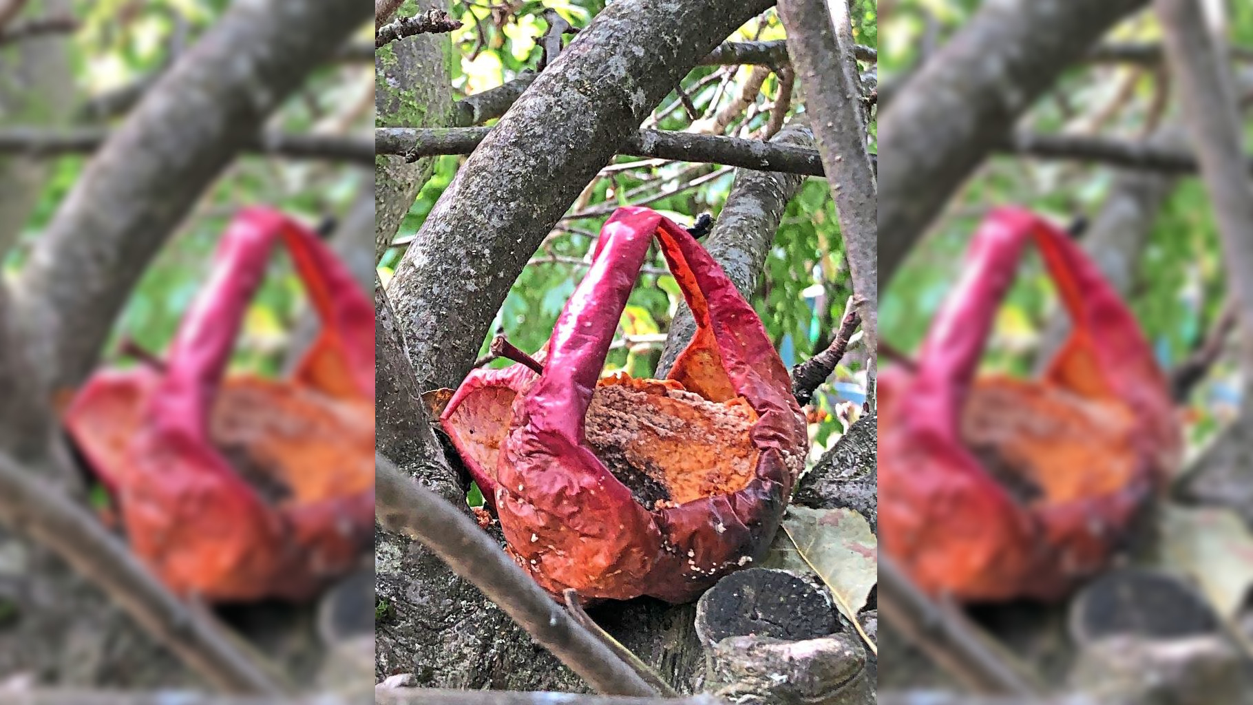 Apfel in eigener Tasche