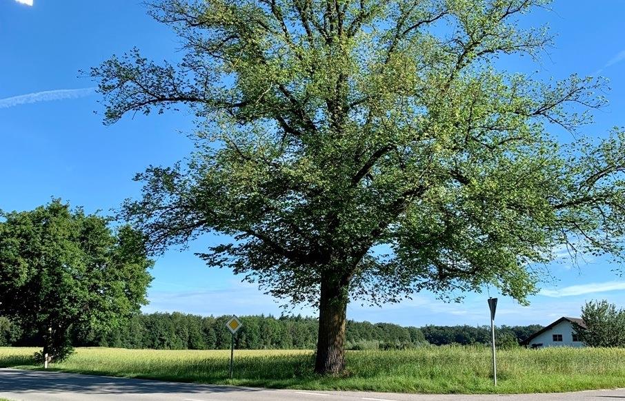 „Ist der Letzte seiner Art noch zu retten?“: BN Freilassing kämpft für ...