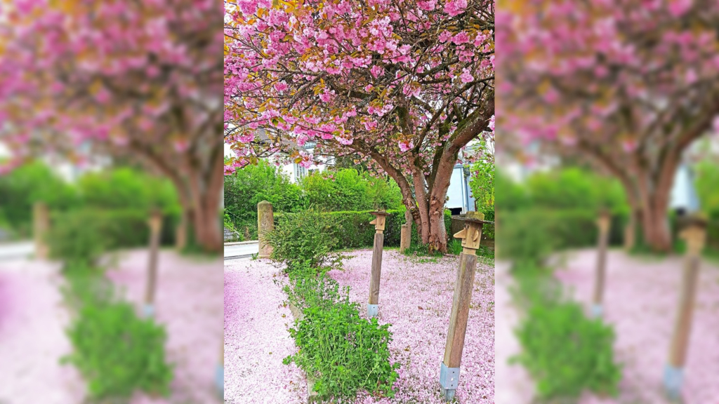 Ein rosaroter Teppich