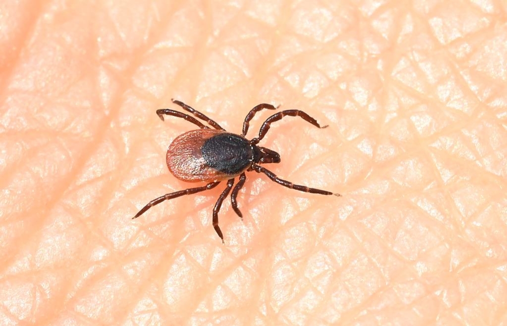 Zecke bald ganzjährig aktiv? Klimawandel könnte Risiko erhöhen