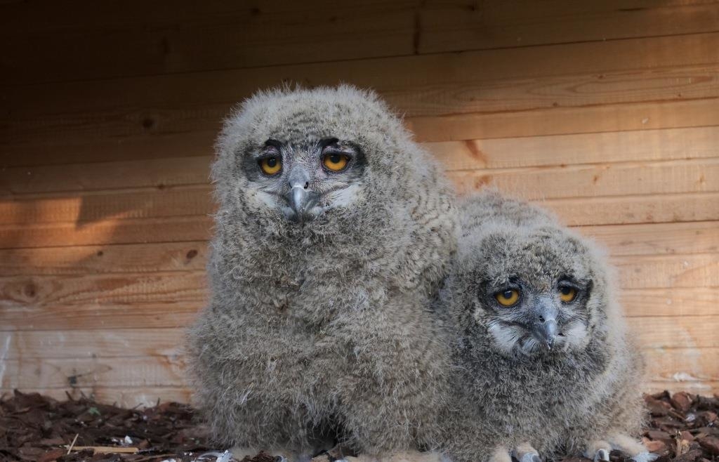 Verwaiste Baby-Uhus aus Niederbayern bei Adoptiv-Familie in Oberbayern ...