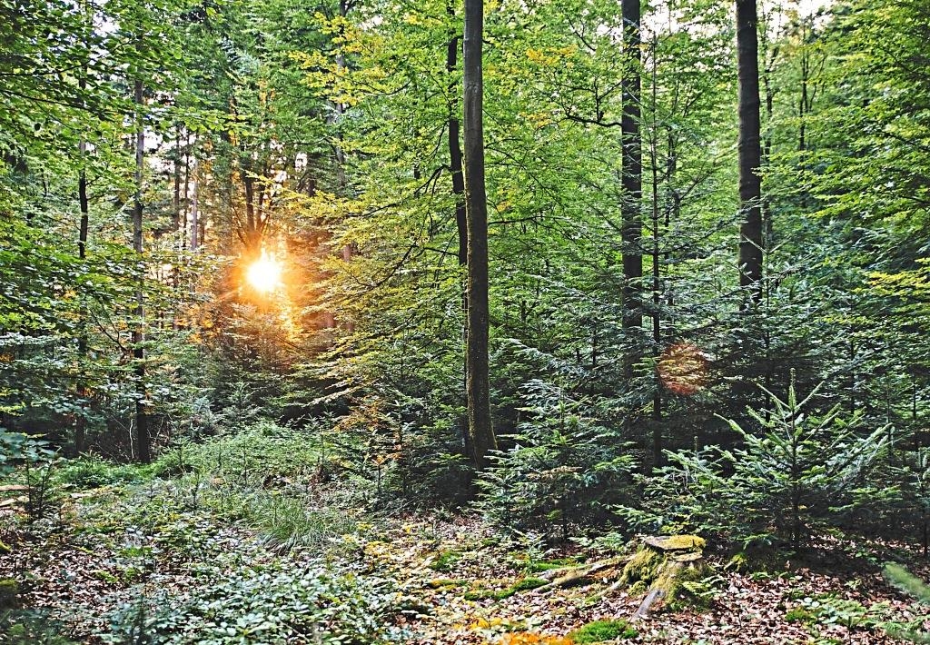 Weiter positiver Trend im Forst Neureichenau
