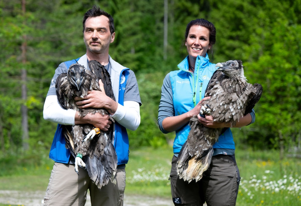 Dahoam is dahoam: Häusliche Geier im Nationalpark