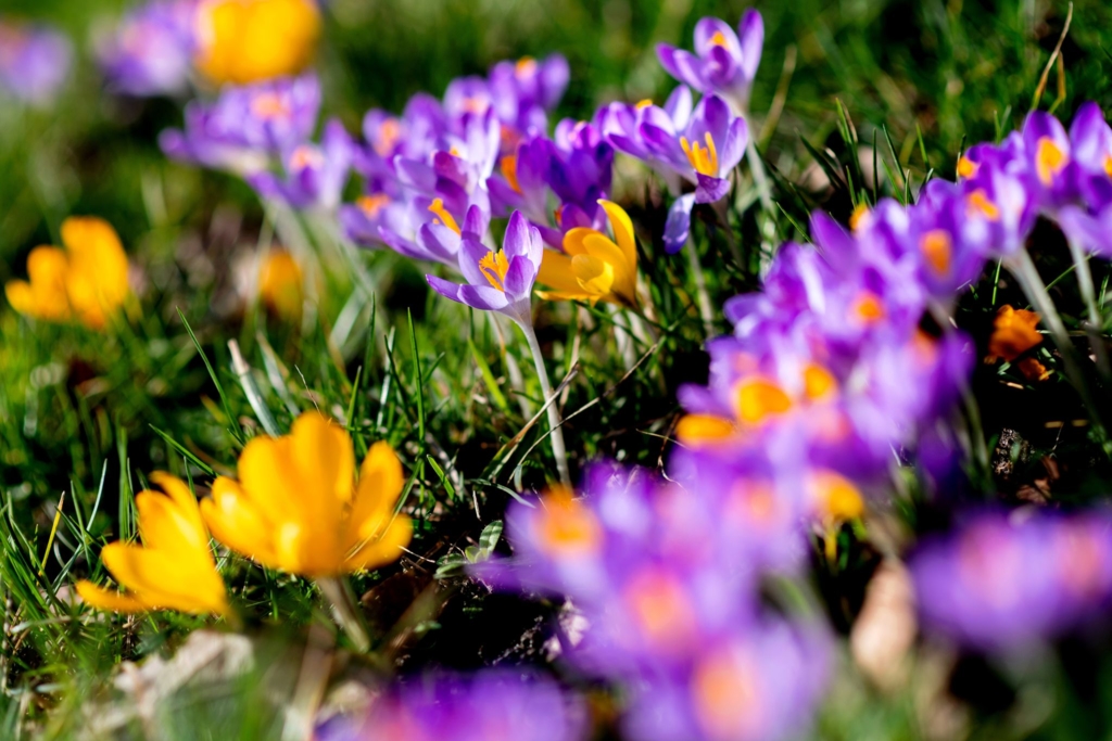 Blumenzwiebeln Pflanzen Im Fruhjahr
