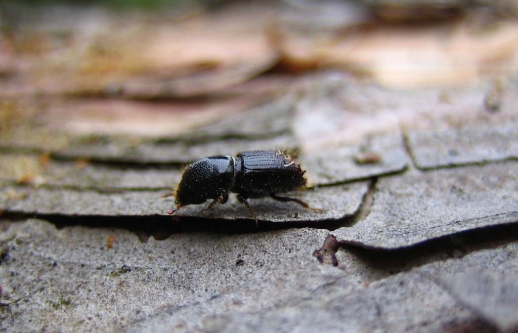 Cikya bokep guidelines were straightforward and did not