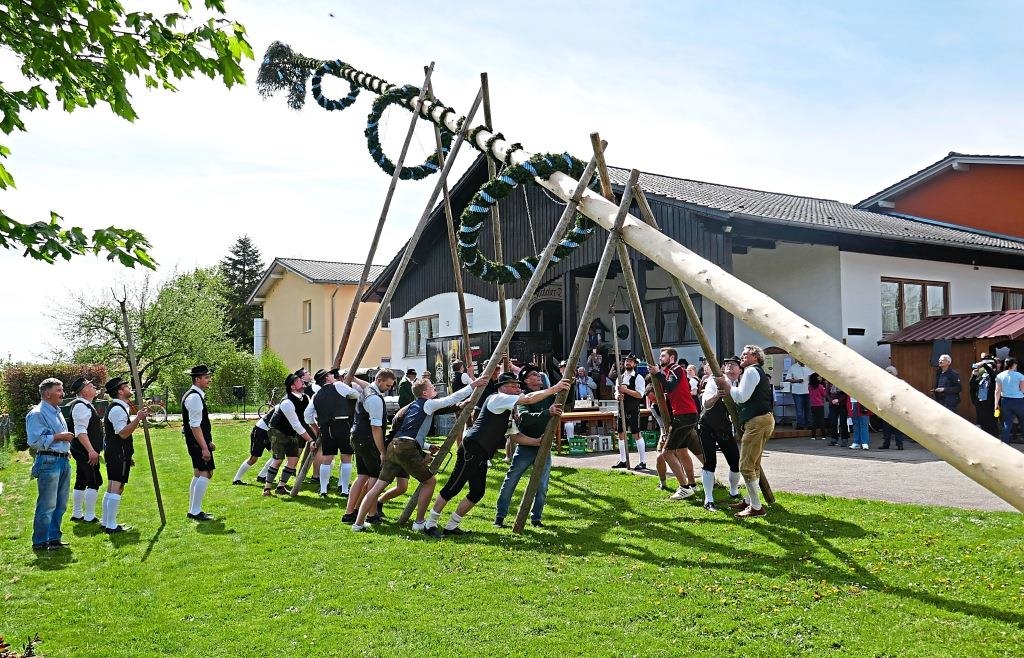 „Inntaler Buam“ stellen in Aigen seit 75 Jahren den Maibaum auf