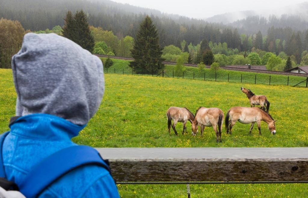 Behinderungen im Tier-Freigelände