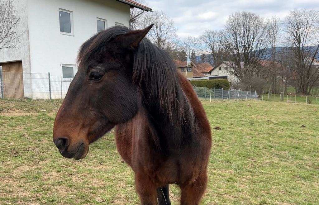 Ein zweites Leben für Tiere auf dem Gnadenhof in Gsenget: Ivan, das ...