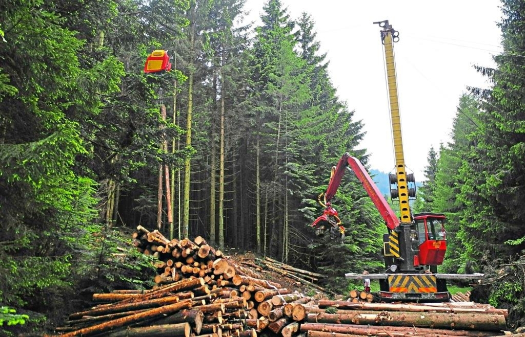 Borkenkäferbekämpfung im Wald-Mikado