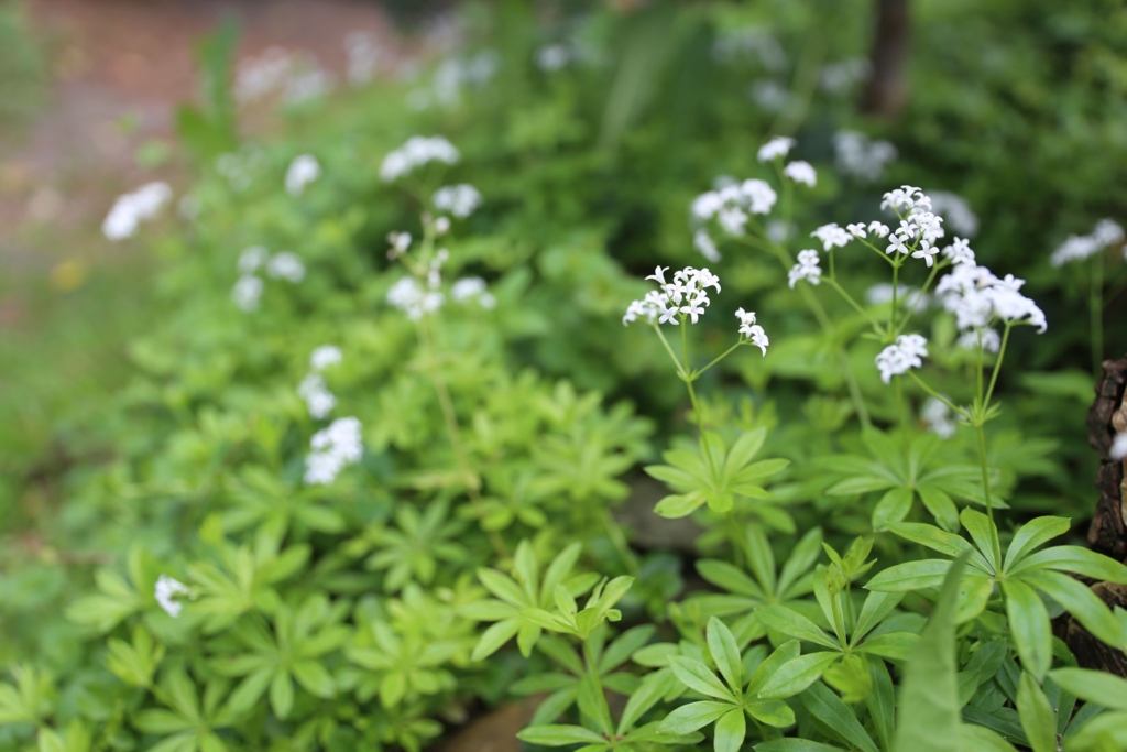 Waldmeister-Aroma: Maibowle schmeckt mit und ohne Alkohol
