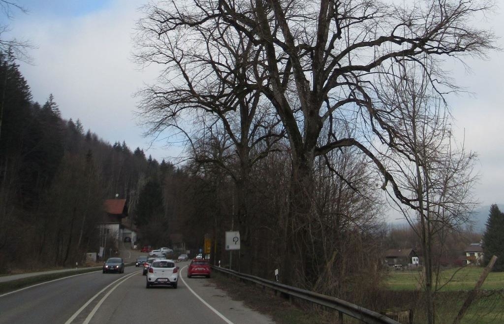 Zwei Linden werden gefällt: Mit Verkehrsbehinderung auf der B20 zwischen Bad Reichenhall und ...