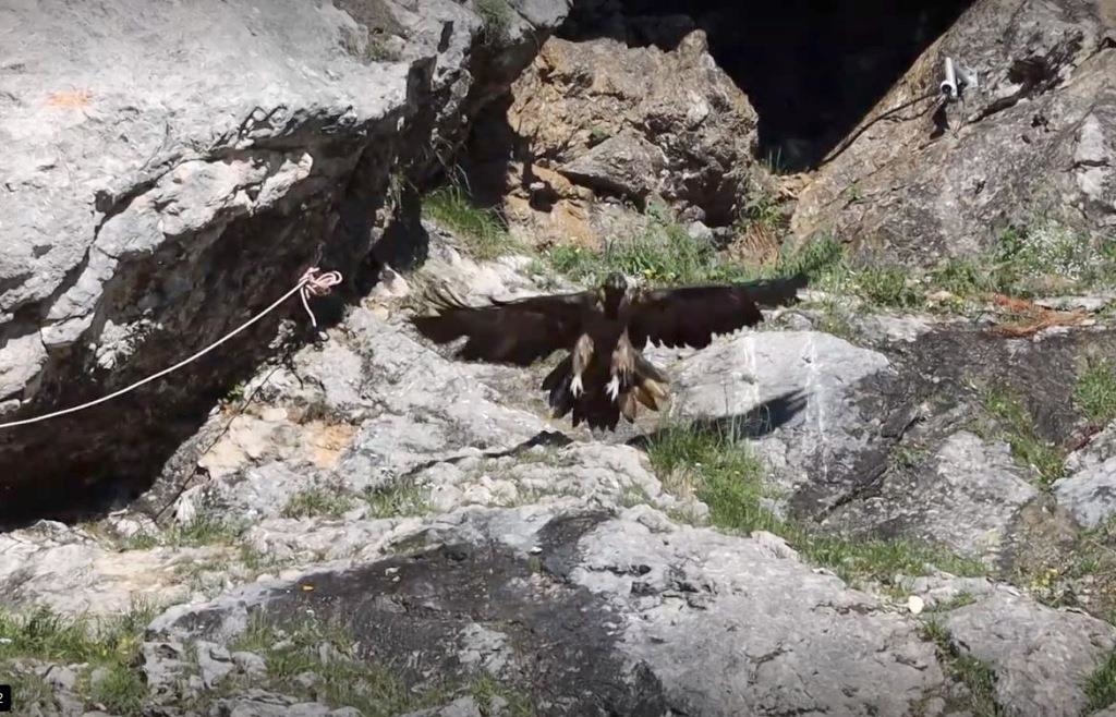 Bartgeier Dagmar und Recka: Winter gut überstanden - auch dank Lawinen