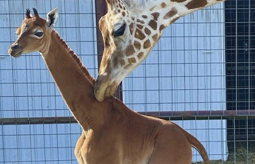 Das gab es wohl seit 1972 nicht mehr: Giraffe ohne Flecken in US-Zoo ...