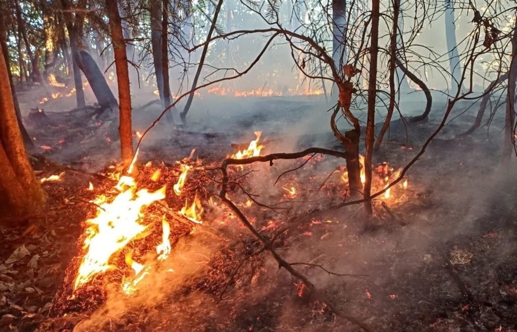 Wald in Brand: Feuerwehr Zwiesel löscht Flammen in Kreuzbuche