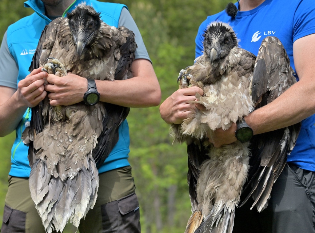 Junge Geier im Nationalpark erwartet - fünfte Auswilderung