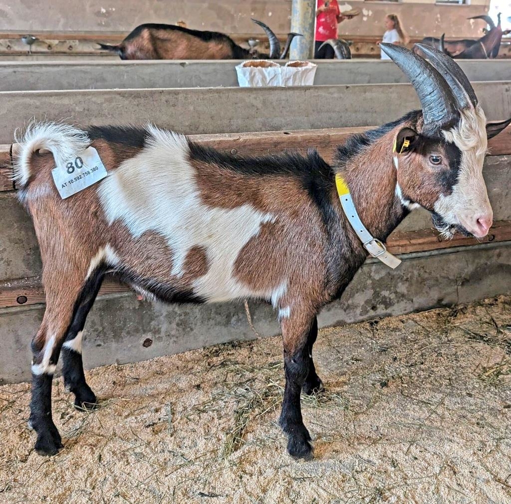 Ein neuer Bock ist in der Stadt