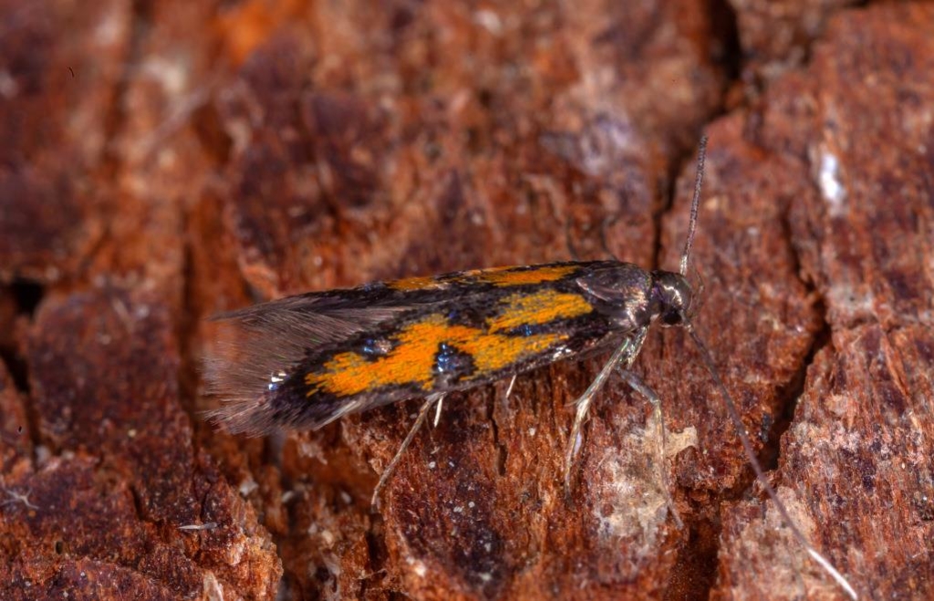 Im Nationalpark: Nachtfalter Chrysoclista gabretica zum ersten Mal ...