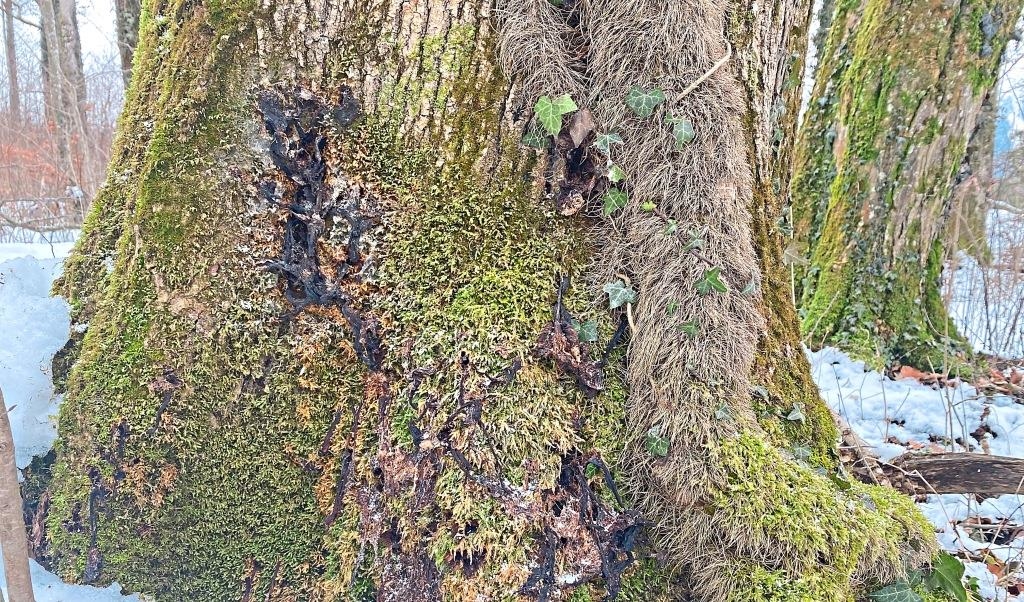 Eschen in der Nonner- und der Saalachau: Zweige und Triebe sterben ab