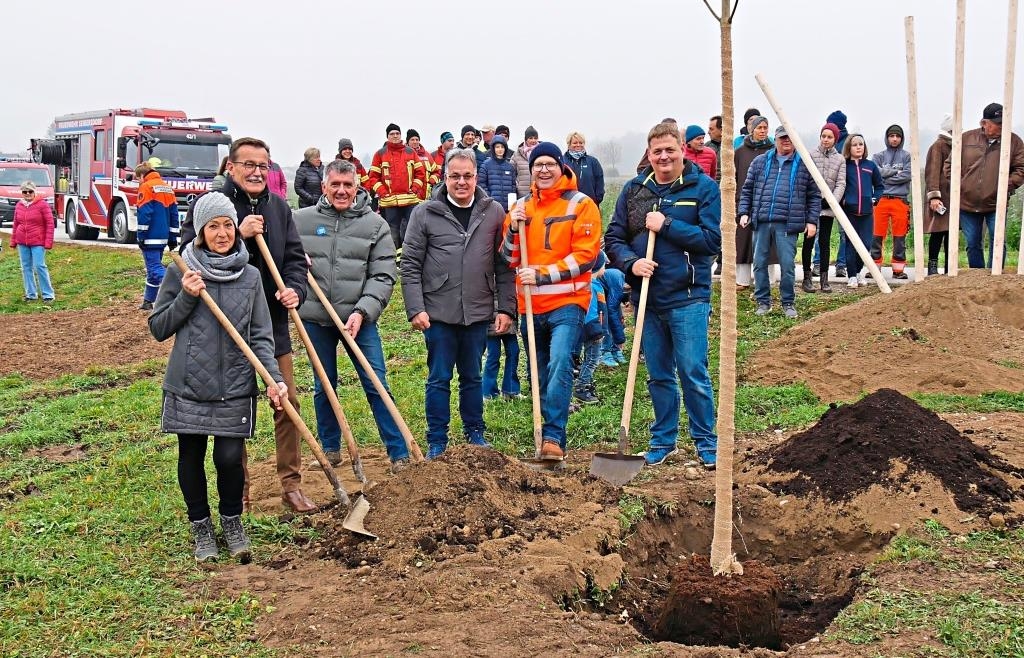 Neue Bäume am alten Platz: Zwei Kastanien an Ortseinfahrt Seibersdorf ...