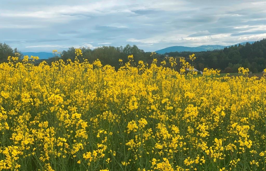 Was kann Raps eigentlich? Experte des BBV erklärt die ungeahnten Kräfte ...