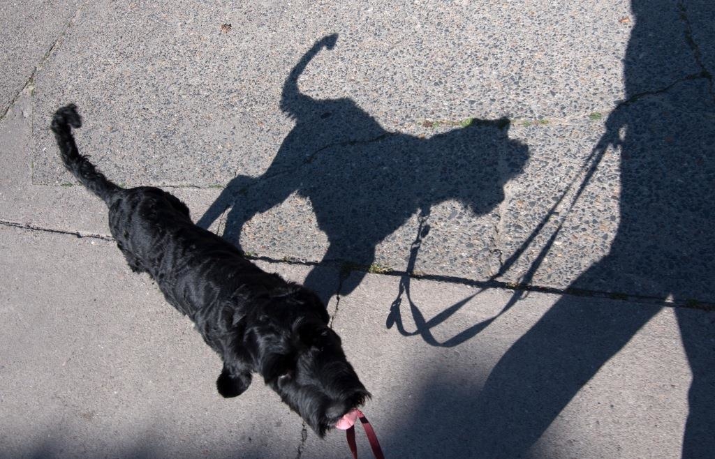 24-Jährige von Hund gebissen: Polizei sucht nun Halter