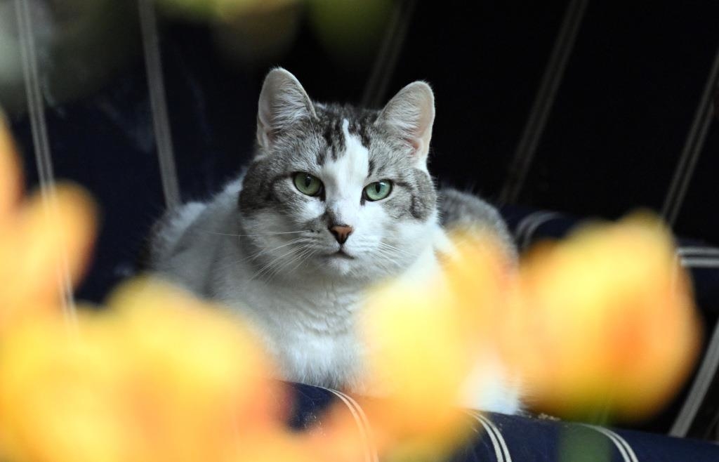 Bei Brandeinsatz in München: Renitente Katze beißt gleich drei Feuerwehrleute